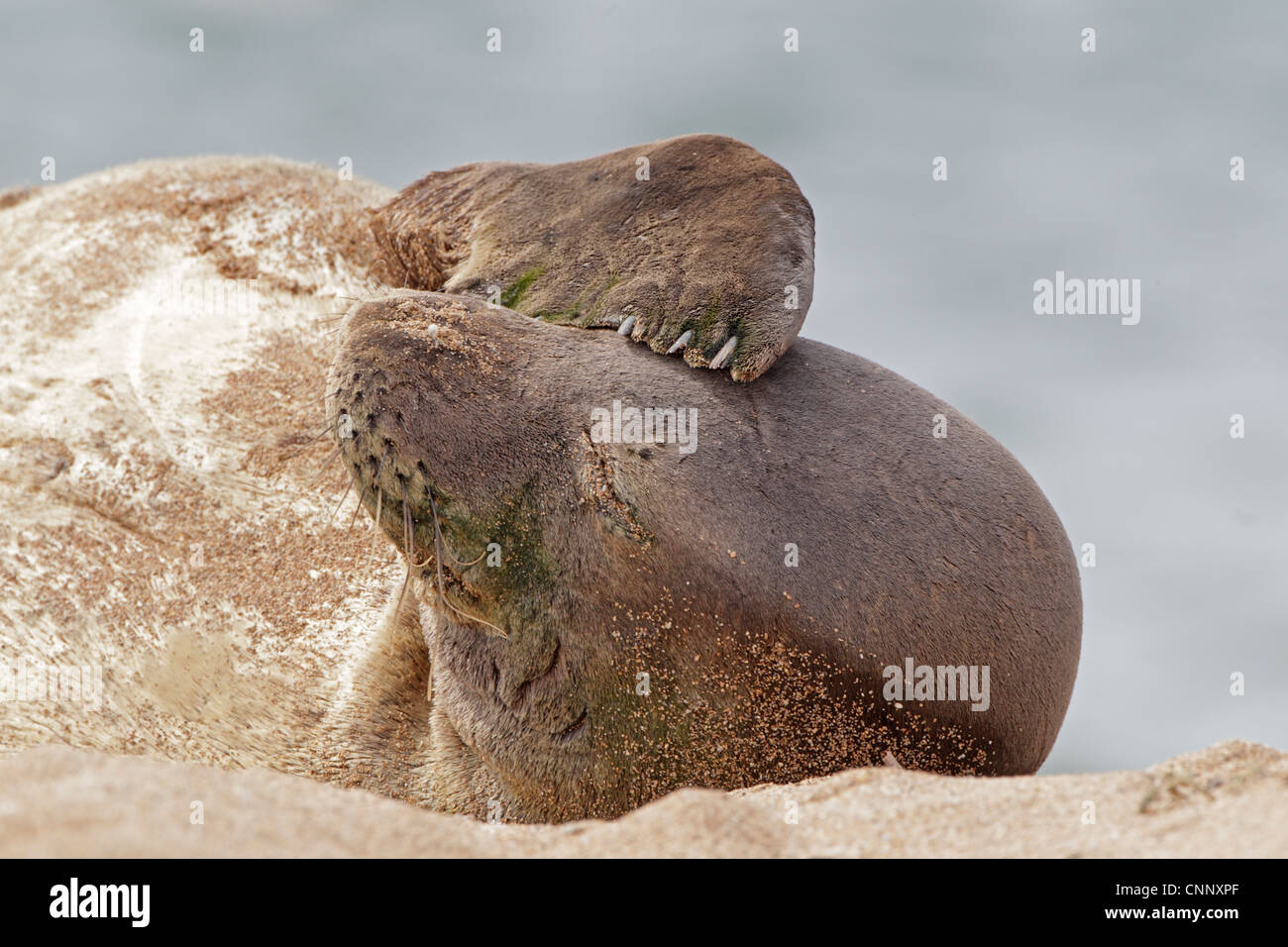 Hawaiian Monk seal hauled out on a beach on Kauai Stock Photo - Alamy