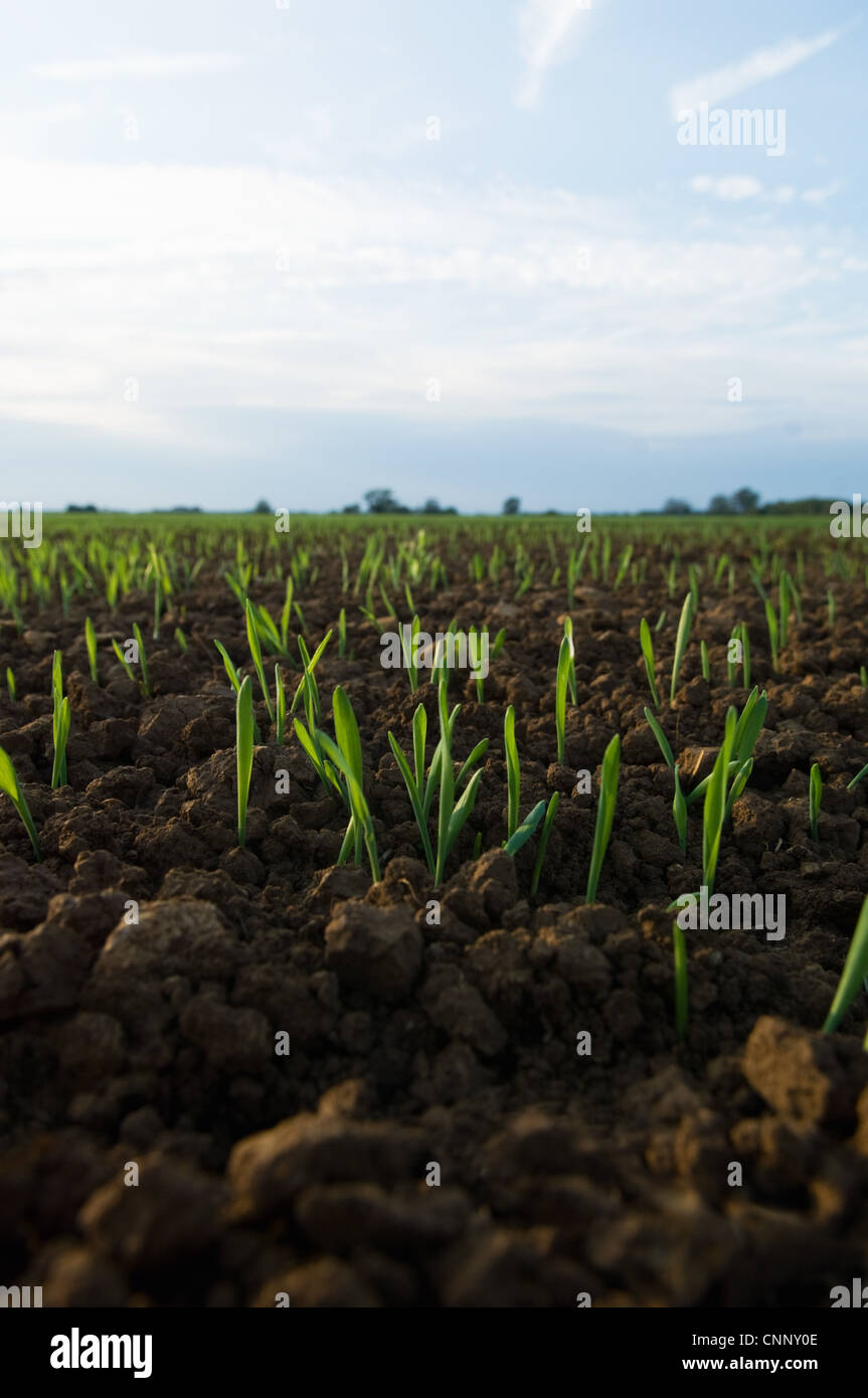 Seedling hi-res stock photography and images - Alamy