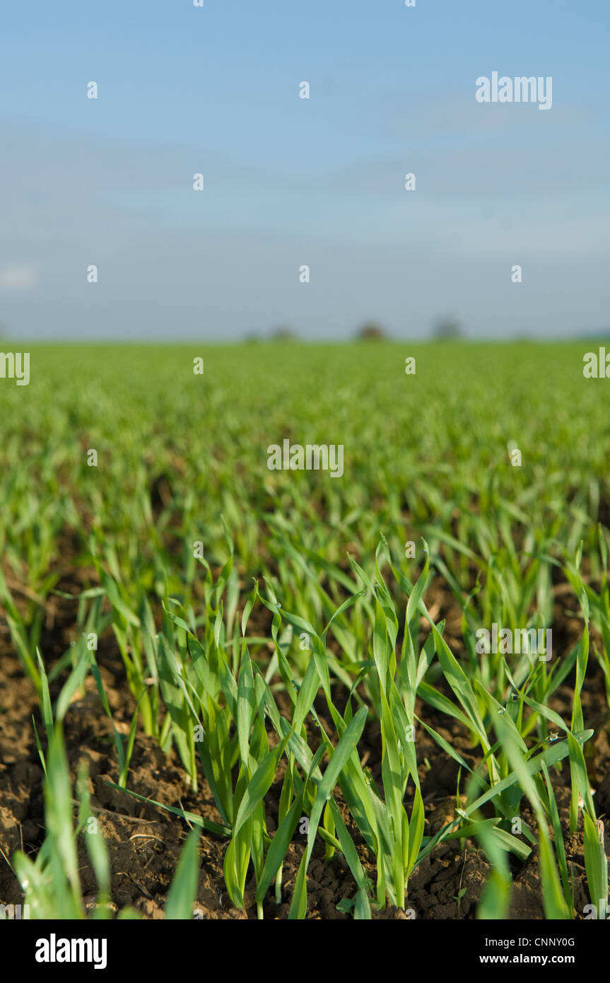 Emergence of seedlings hi-res stock photography and images - Alamy
