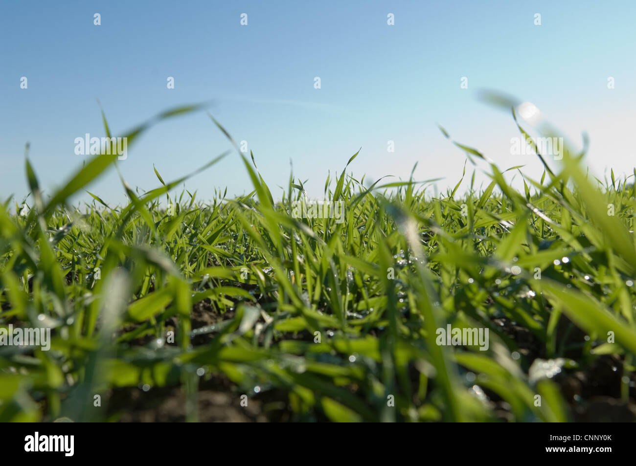 Grass hi-res stock photography and images - Alamy