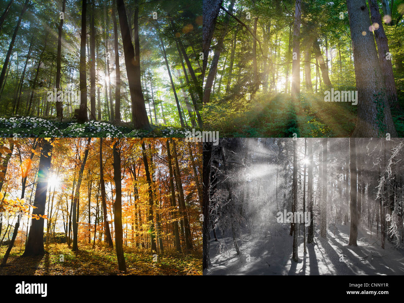 Four seasons forest hi-res stock photography and images - Alamy