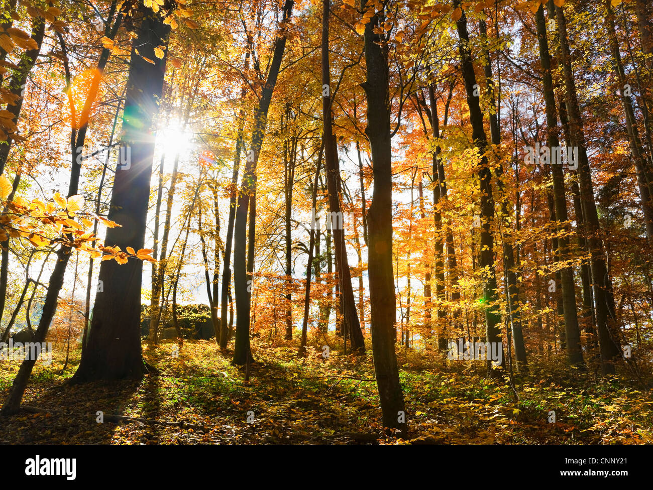 Sun shining through trees in forest Stock Photo - Alamy