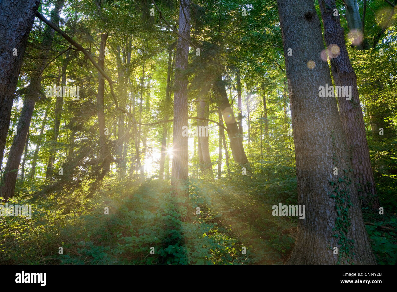 Low sun in forest hi-res stock photography and images - Alamy