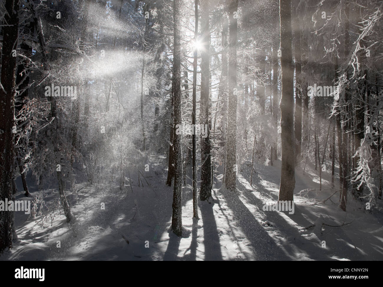 Forest snow sun hi-res stock photography and images - Alamy