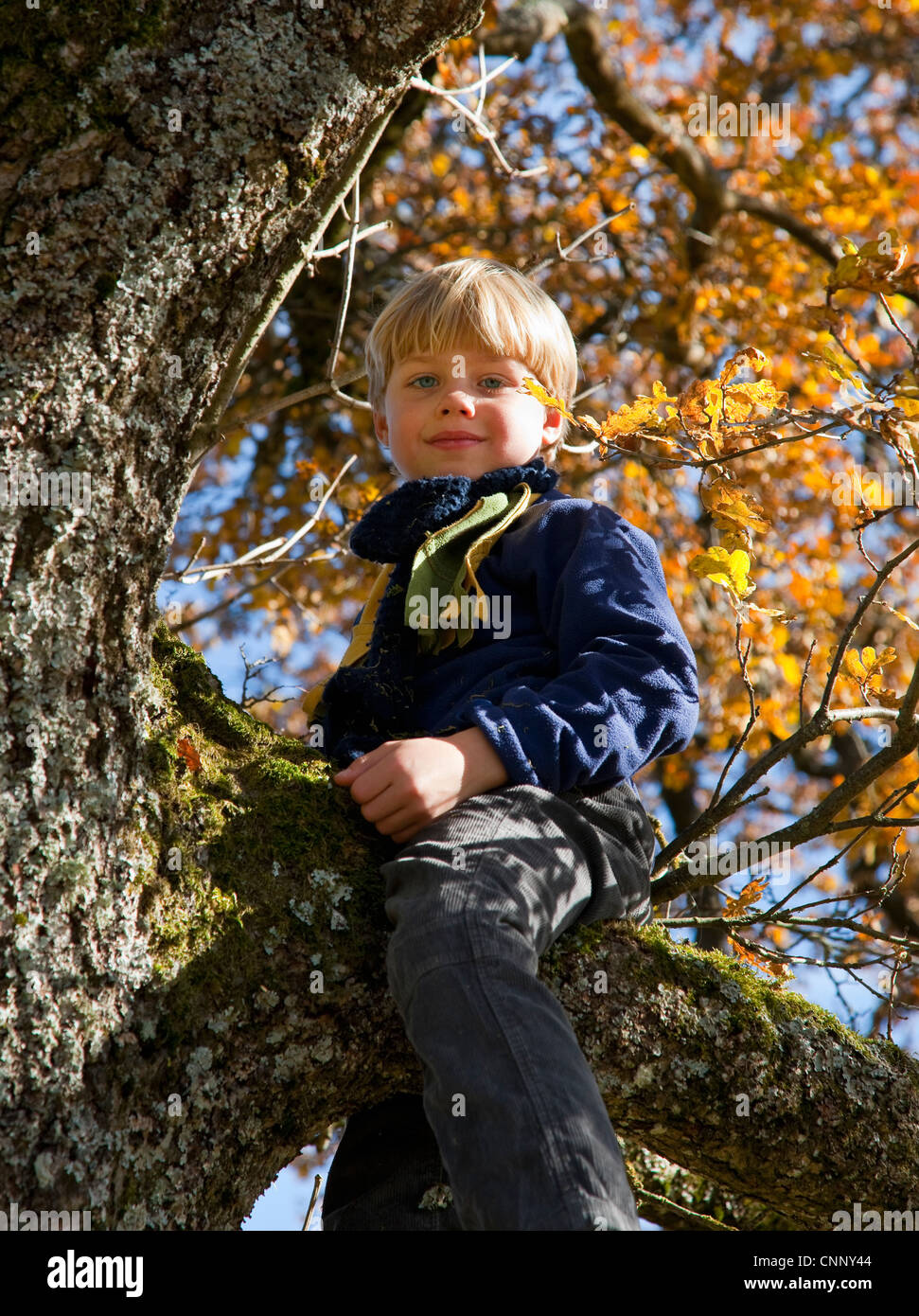 Boy playing in tree Stock Photo - Alamy
