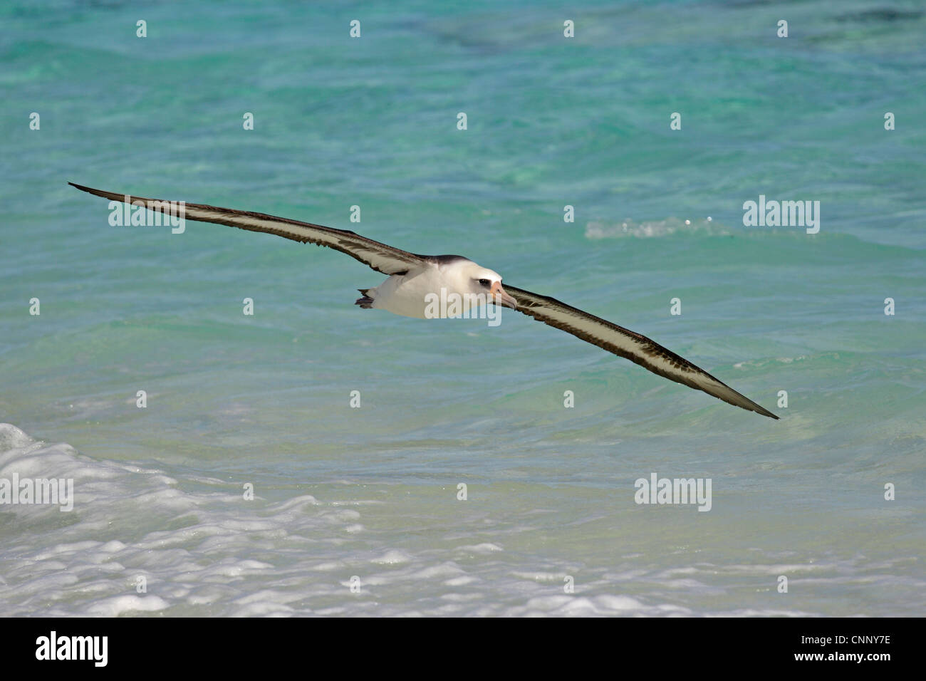 Laysan Albatross in flight Stock Photo - Alamy