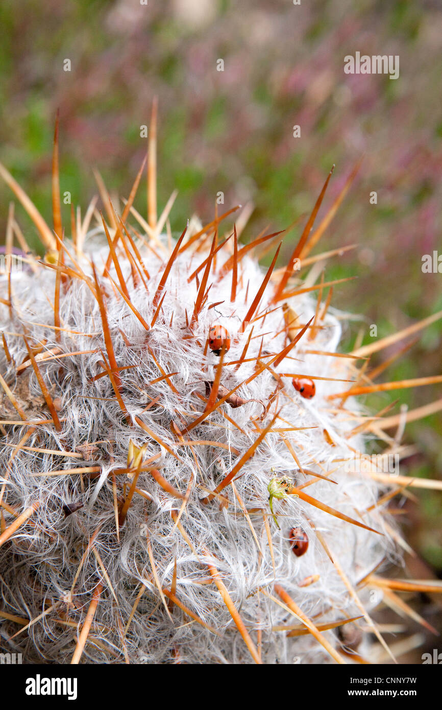 Cereus cactus hi-res stock photography and images - Alamy