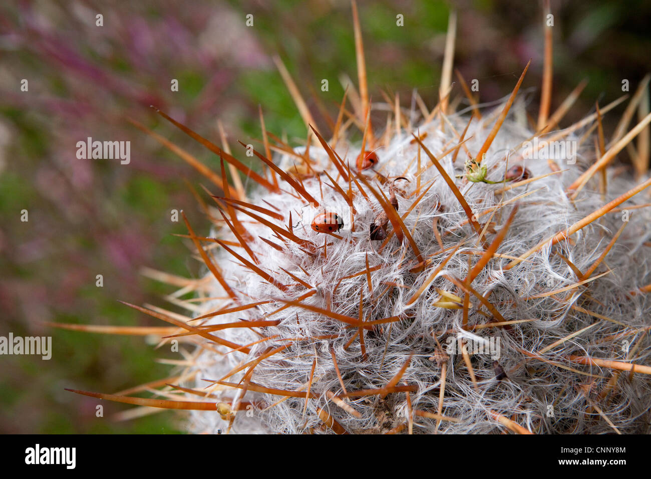 Form of Cereus Cactus Stock Photo - Alamy