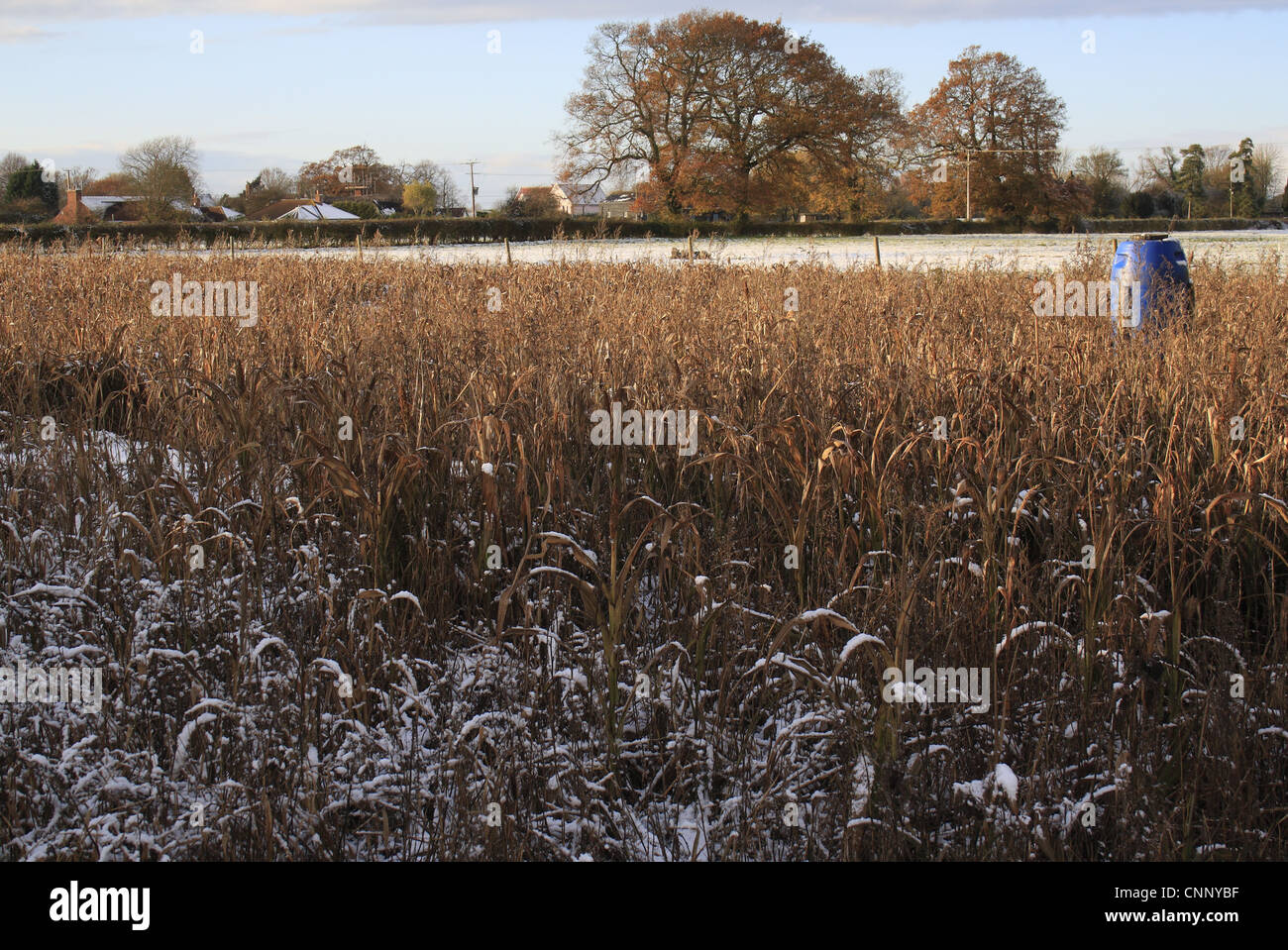 England maize crop field countryside rural east anglia hi-res stock ...