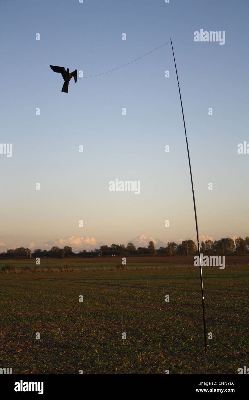 British raptor hi-res stock photography and images - Alamy