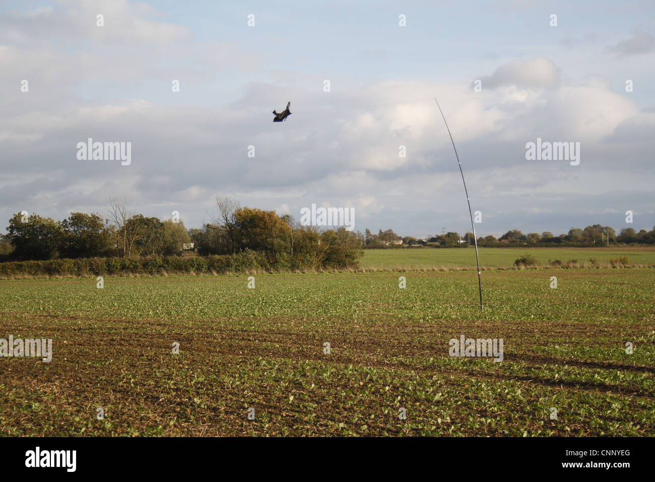 Raptor model birdscarer on pole, in arable field, Bacton, Suffolk ...