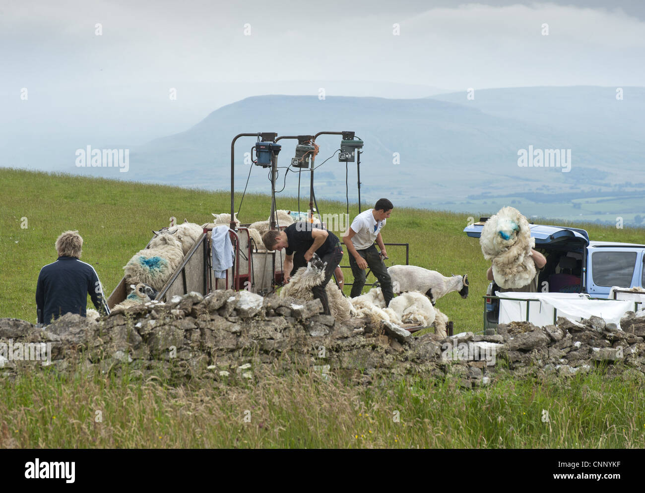 Shearing sheep using mobile shearing unit, Dufton, Cumbria, England ...