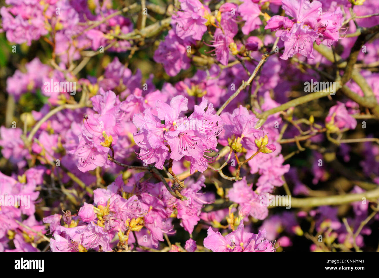 Rhododendron mucronulatum uk hi-res stock photography and images - Alamy