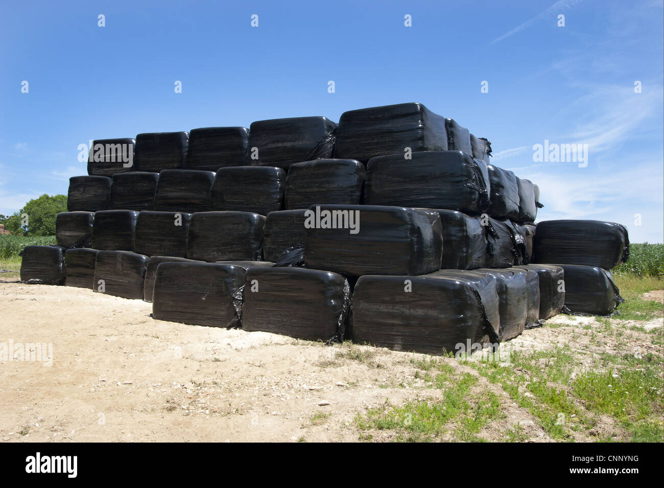 Pile of black plastic wrapped silage bales, Sussex, England, june Stock ...
