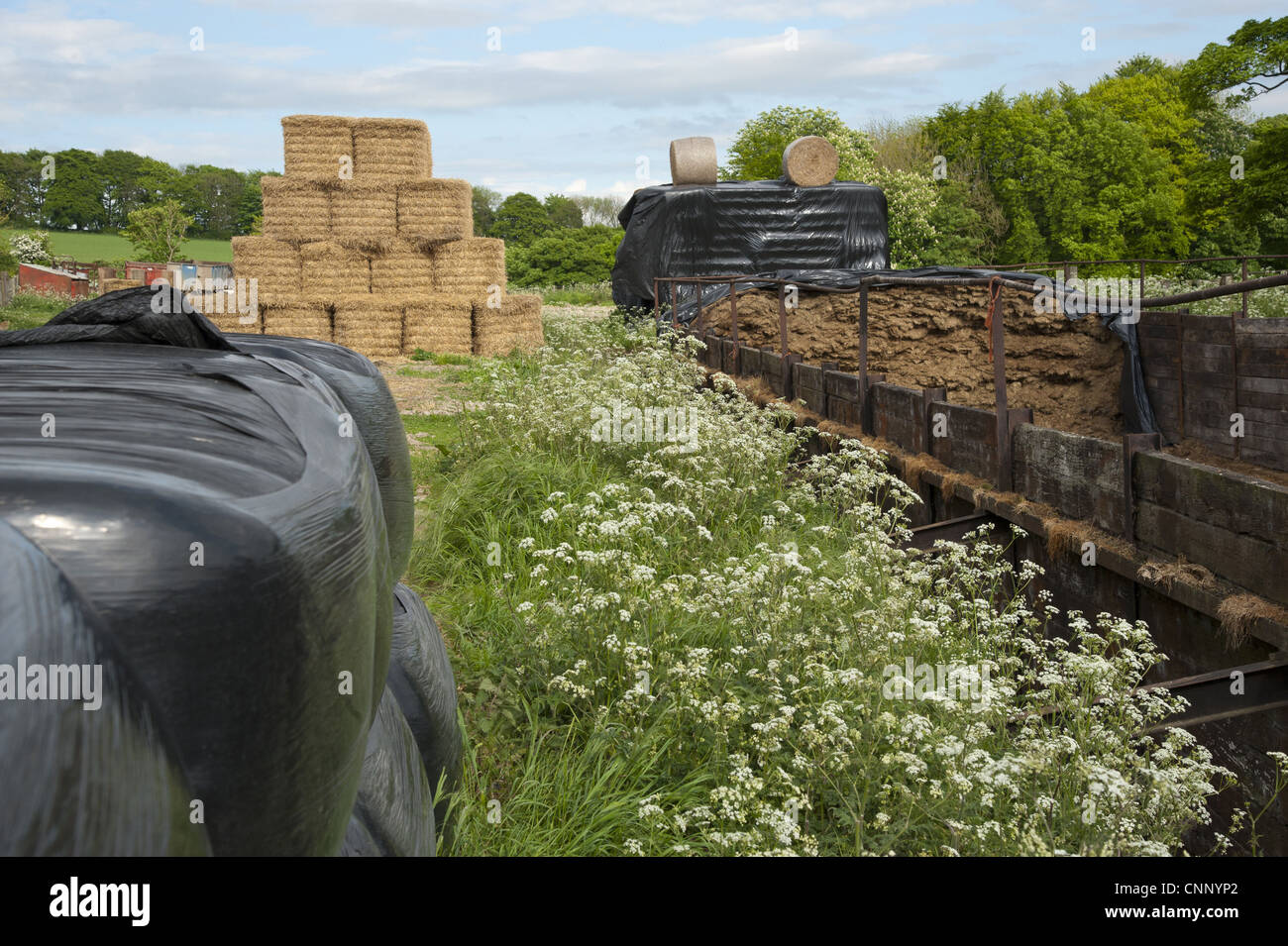 Black plastic wrapped silage bales, silage clamp and straw bales ...