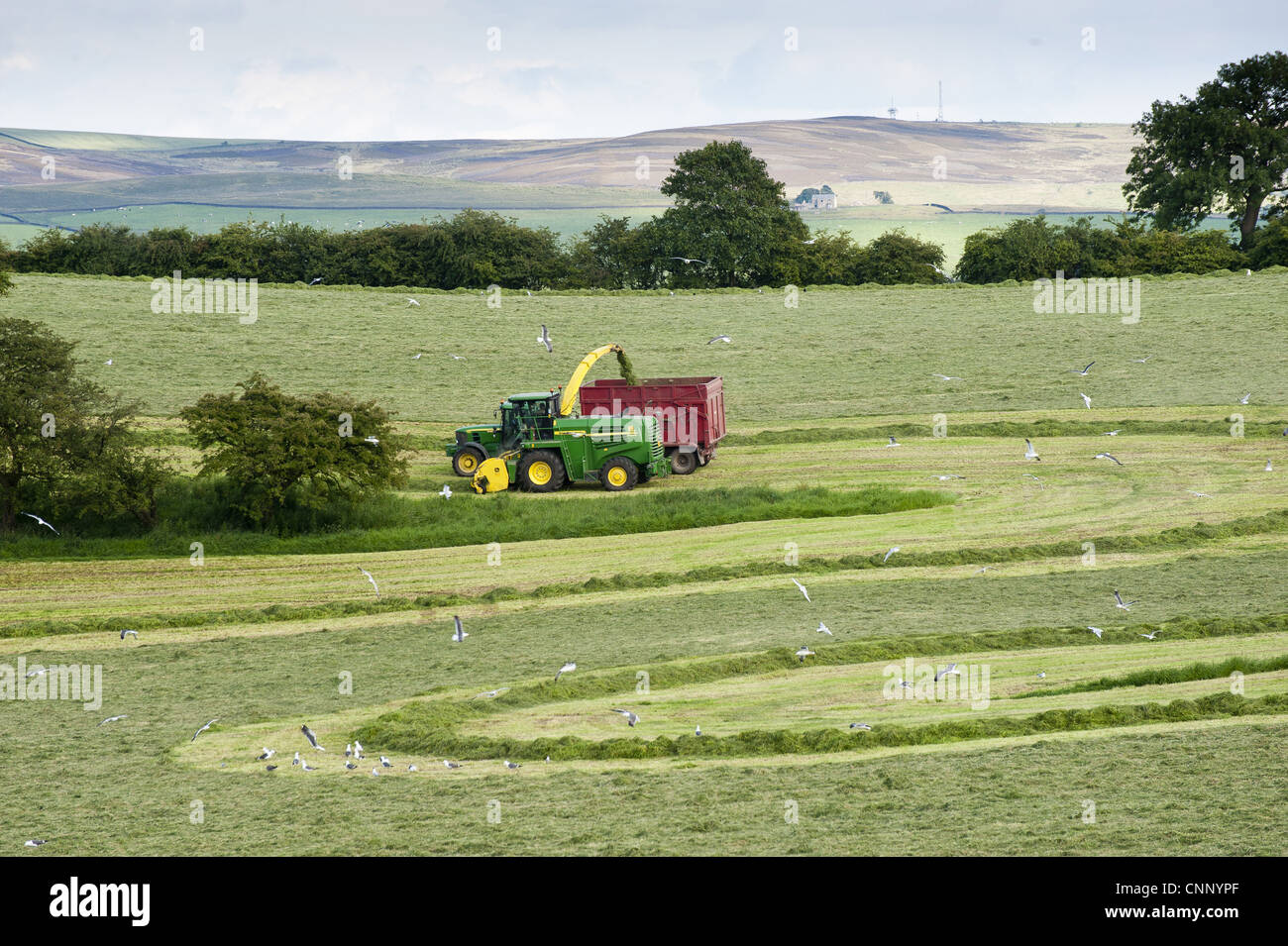 Forage harvesting grass silage forage harvester cutting grass loading ...