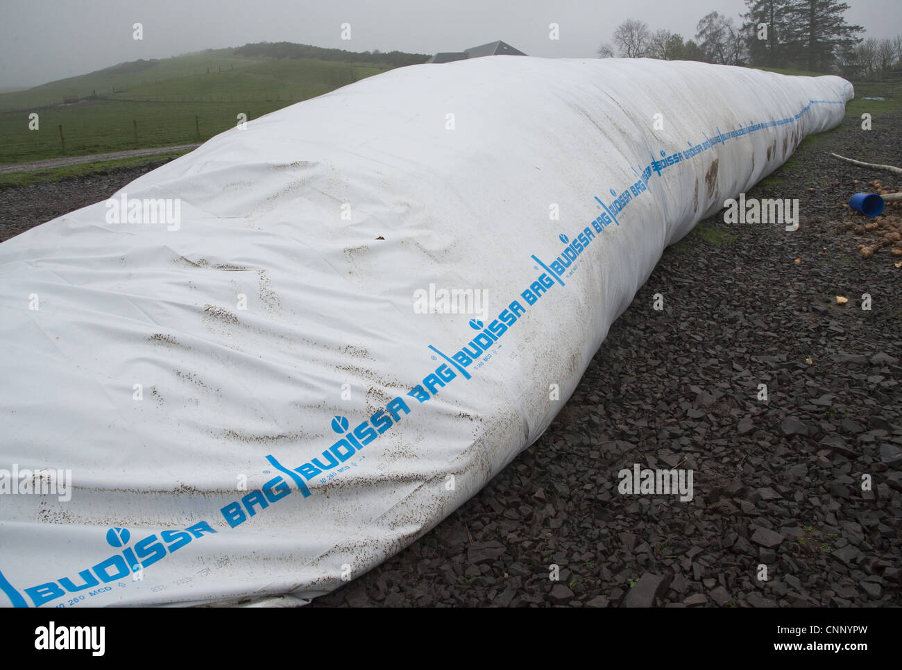 Silage in plastic Agbag type tube for feeding to beef cattle, Perth ...