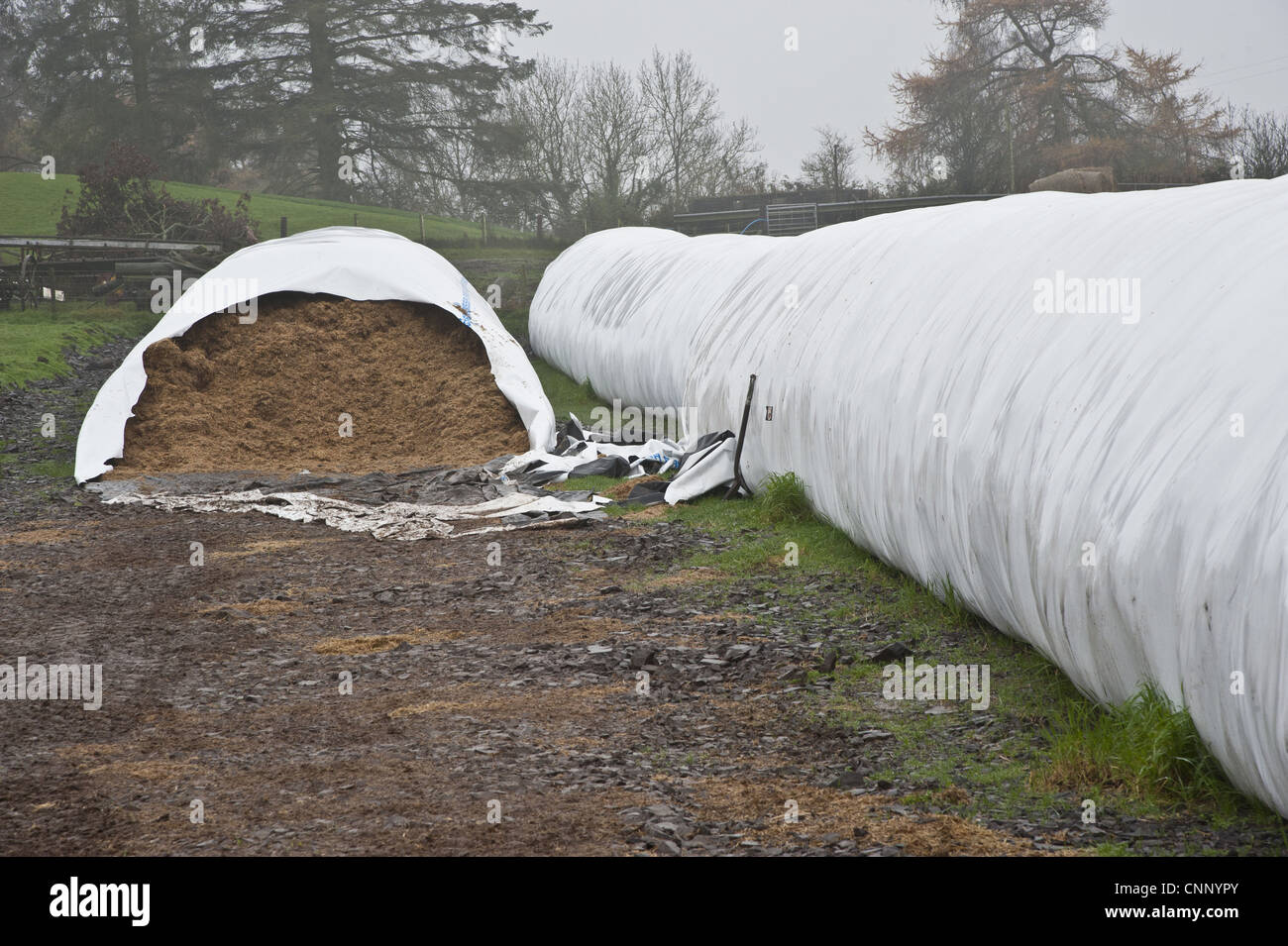 Silage in plastic Agbag type tube for feeding to beef cattle, Perth ...