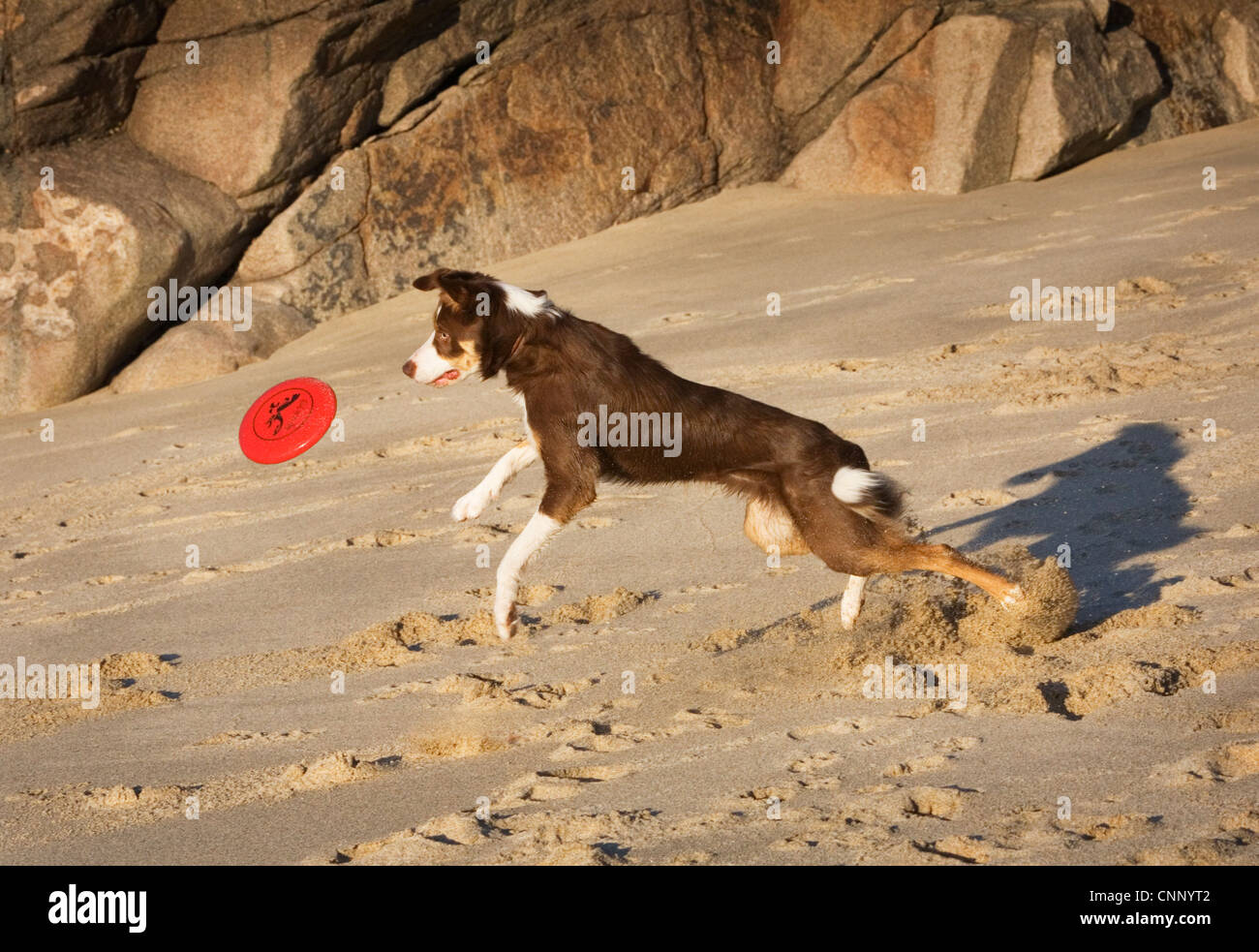 Dog Chasing High Resolution Stock Photography and Images - Alamy