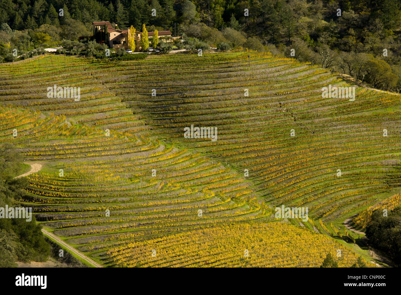 Vineyard wine estate rows grape vines leaves autumn colour growing ...