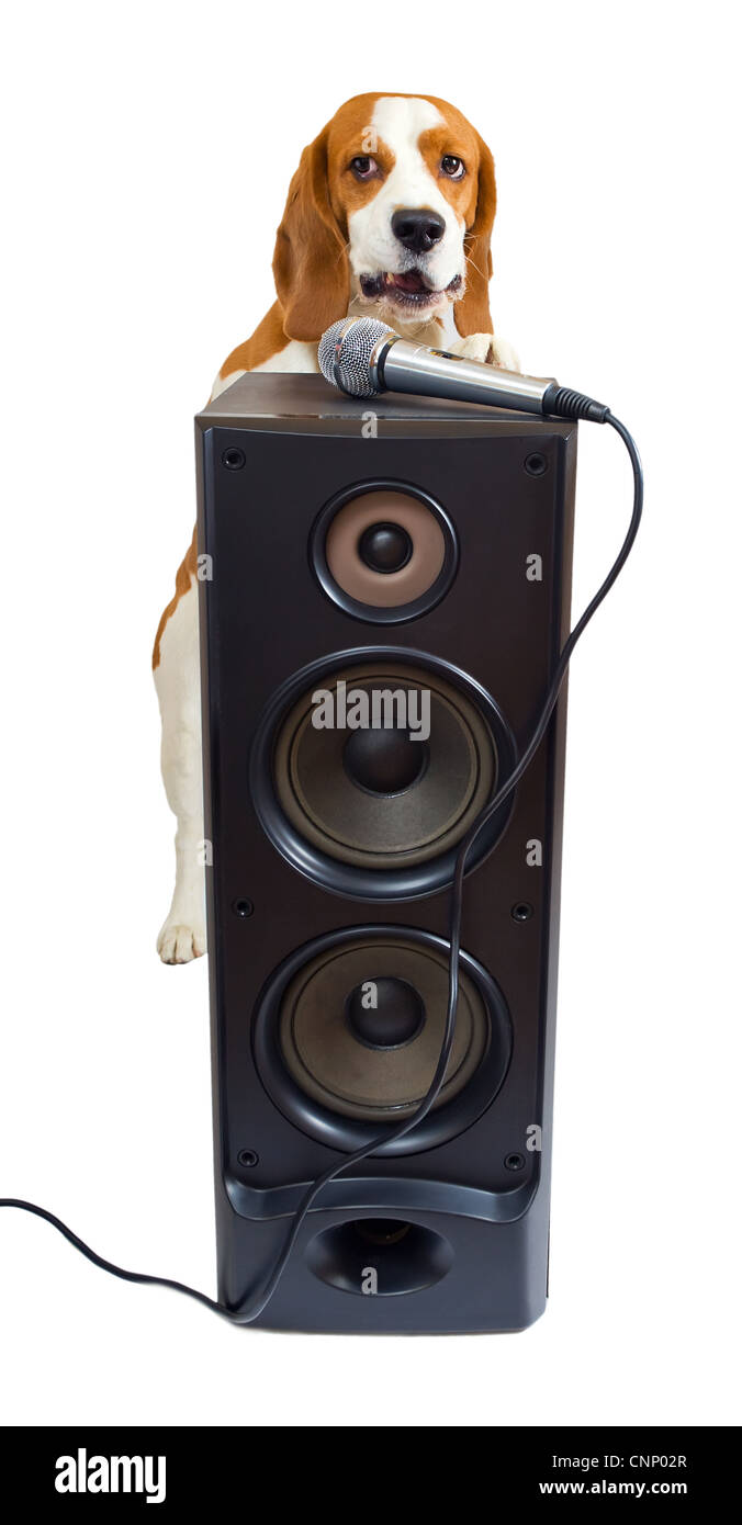 Singing dog on a white background Stock Photo - Alamy