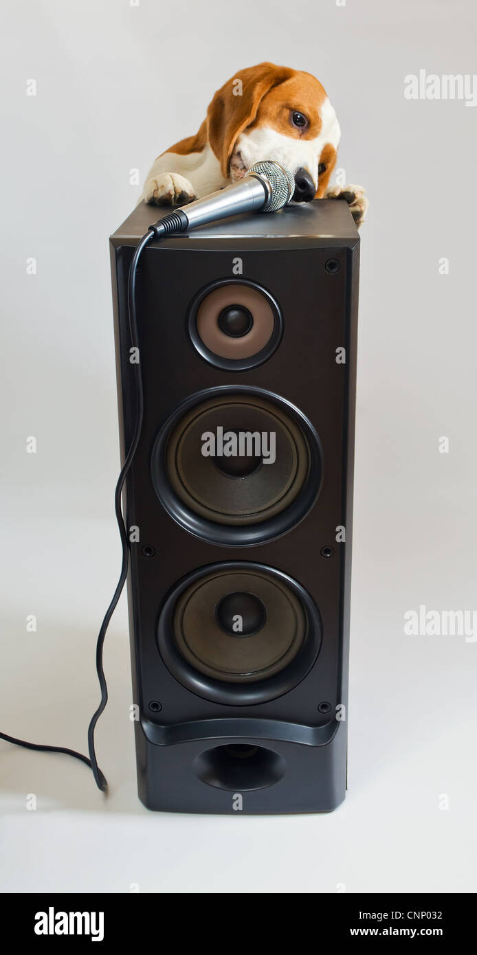 Singing dog ,focus on a microphone Stock Photo - Alamy