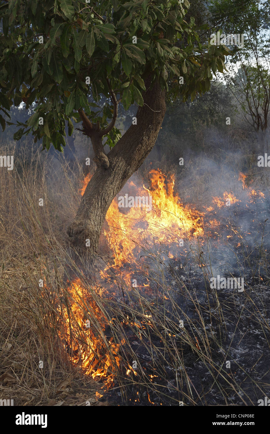 Bush fire with burning grass and tree, Gambia, january Stock Photo - Alamy