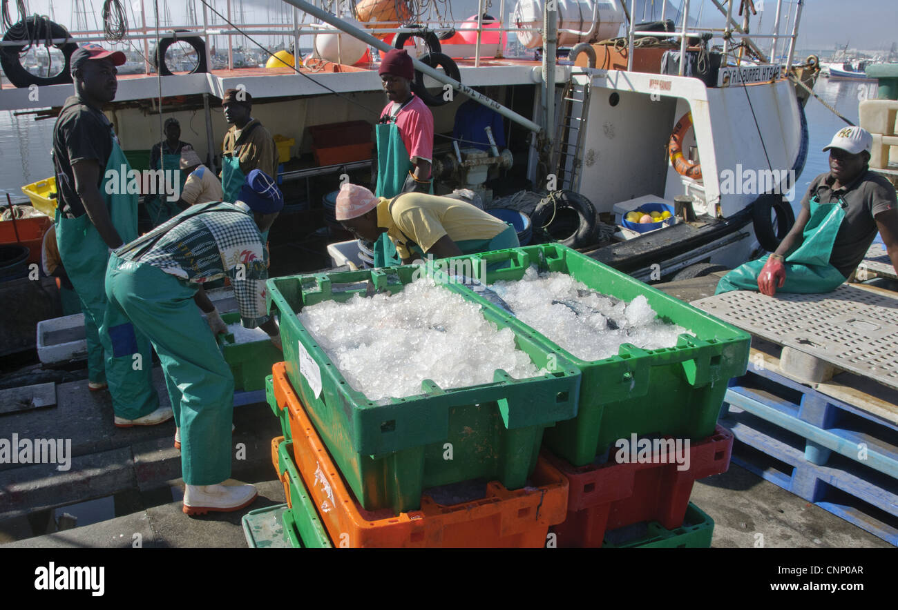 Fishermen unloading boxes of snoek fish from fishing boat, Hout Bay ...