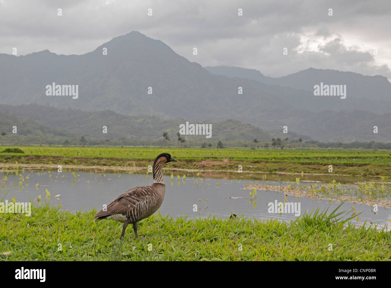 Nene or Hawaiian Goose at Hanalei National wildlife refuge Stock Photo ...