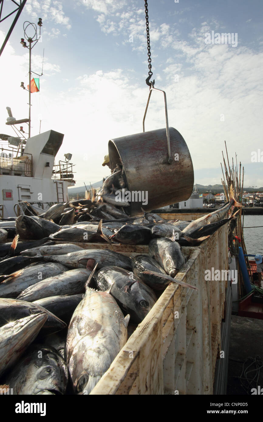 Tuna catch being unloaded on quayside, caught using pole and line ...