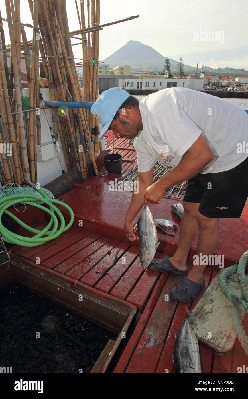 Pole and line caught tuna hi-res stock photography and images - Alamy