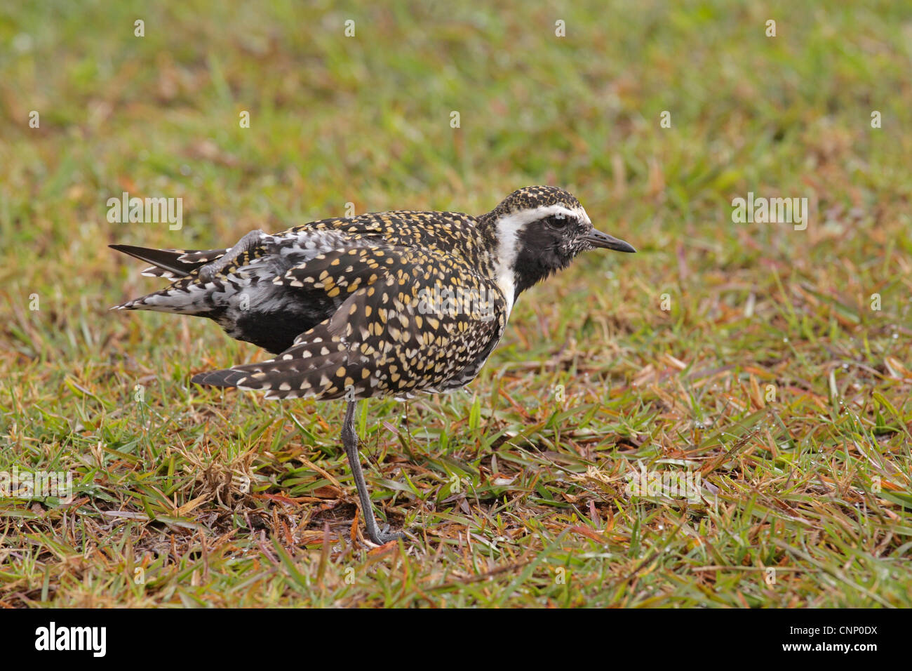 Pacific Golden Plover in summer plumage Stock Photo - Alamy