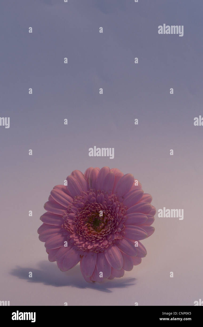 Single pink flower with shadow Stock Photo - Alamy