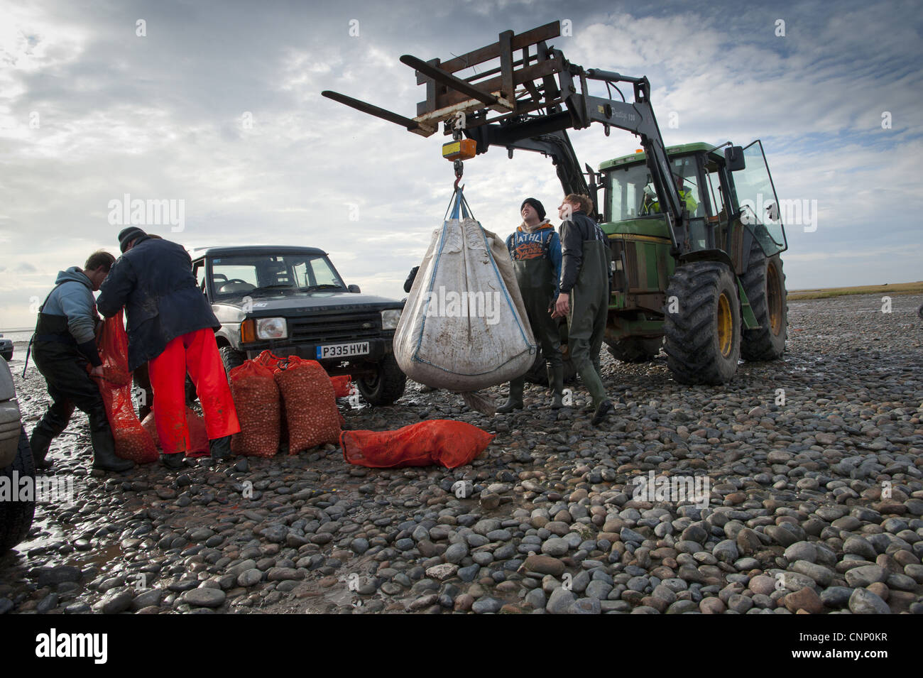 Licensed cockle pickers unloading weighing cockles after picking cockle ...