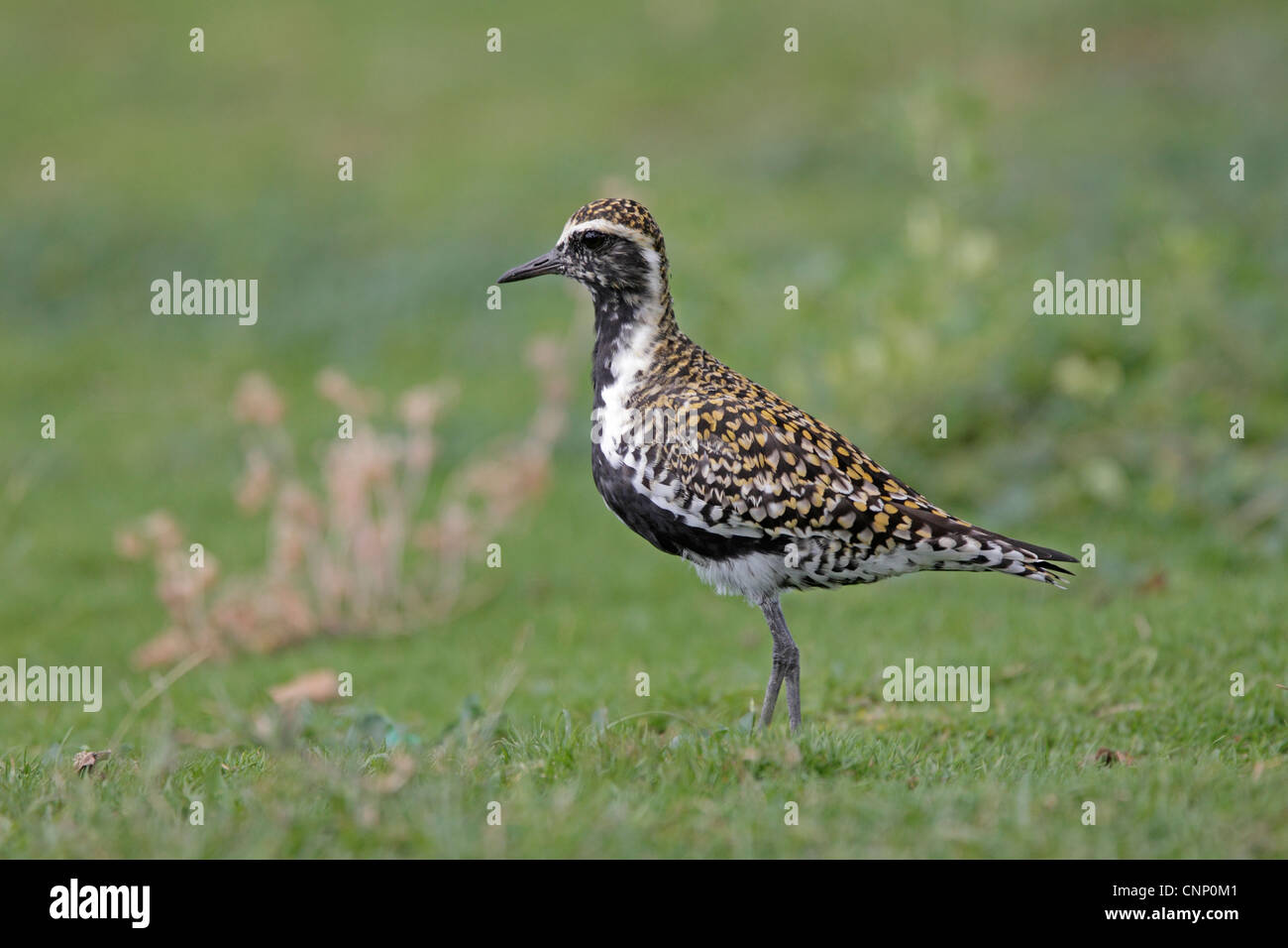 Pacific Golden Plover in summer plumage Stock Photo - Alamy