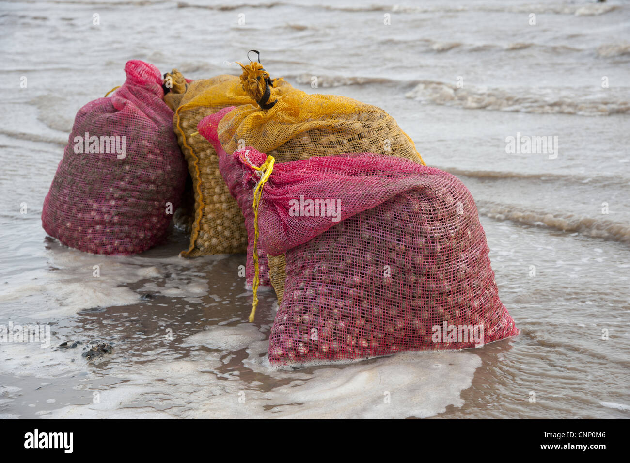 Harvested cockles hi-res stock photography and images - Alamy