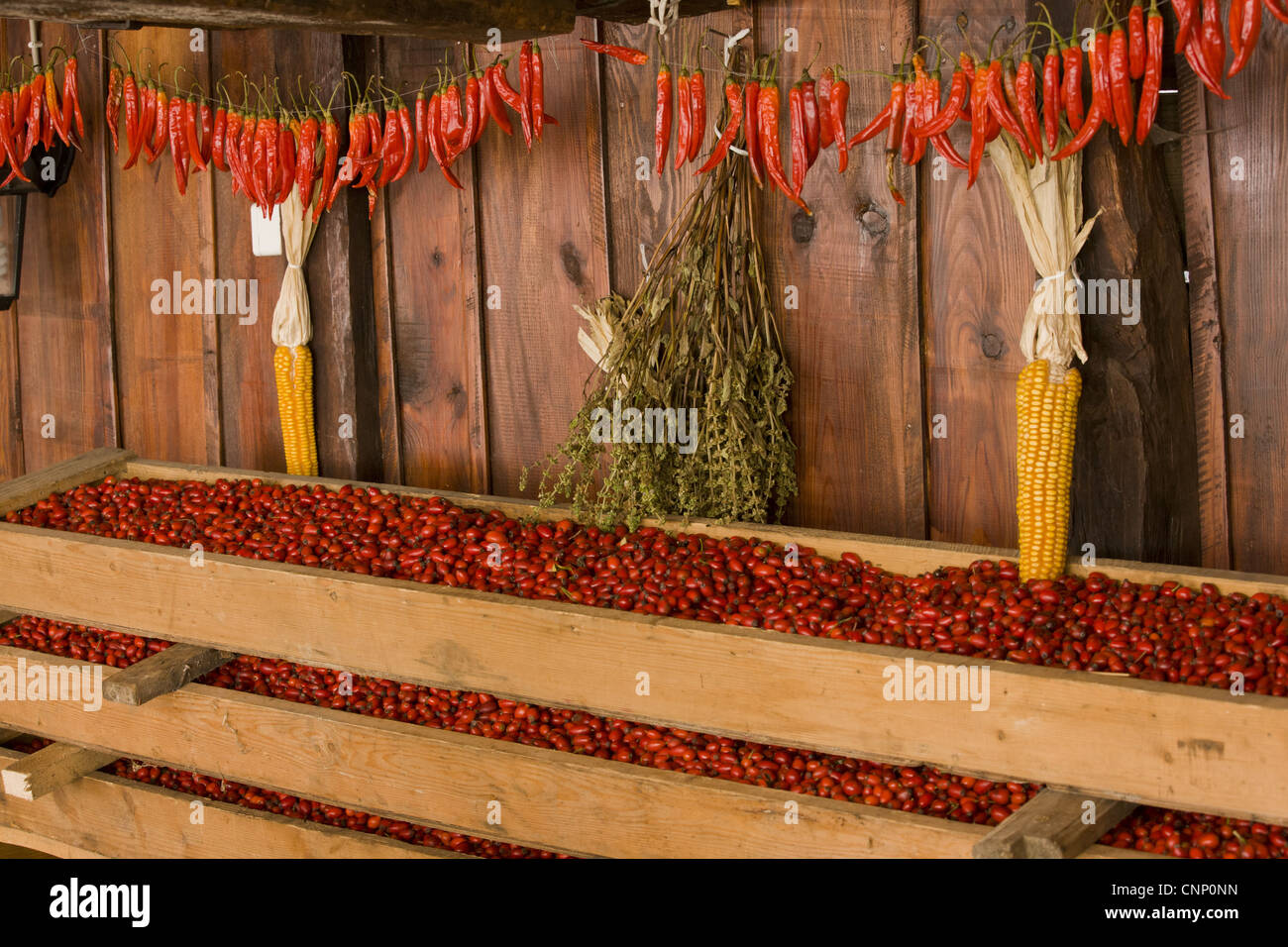 Rosehips collected drying use in herbal tea jams maize chilli peppers ...