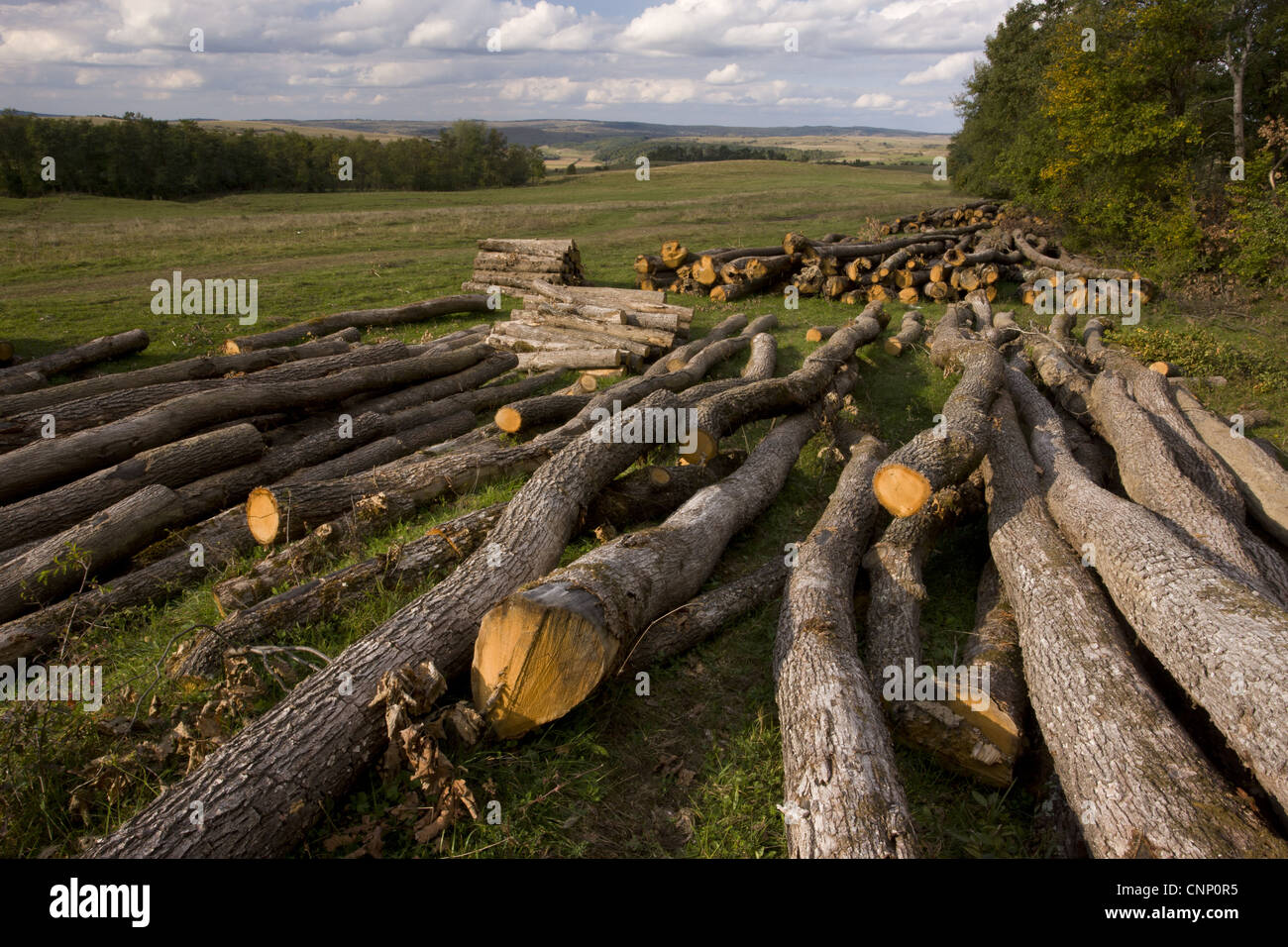 Logging of Common Beech (Fagus sylvatica) woods, above Saxon village of ...