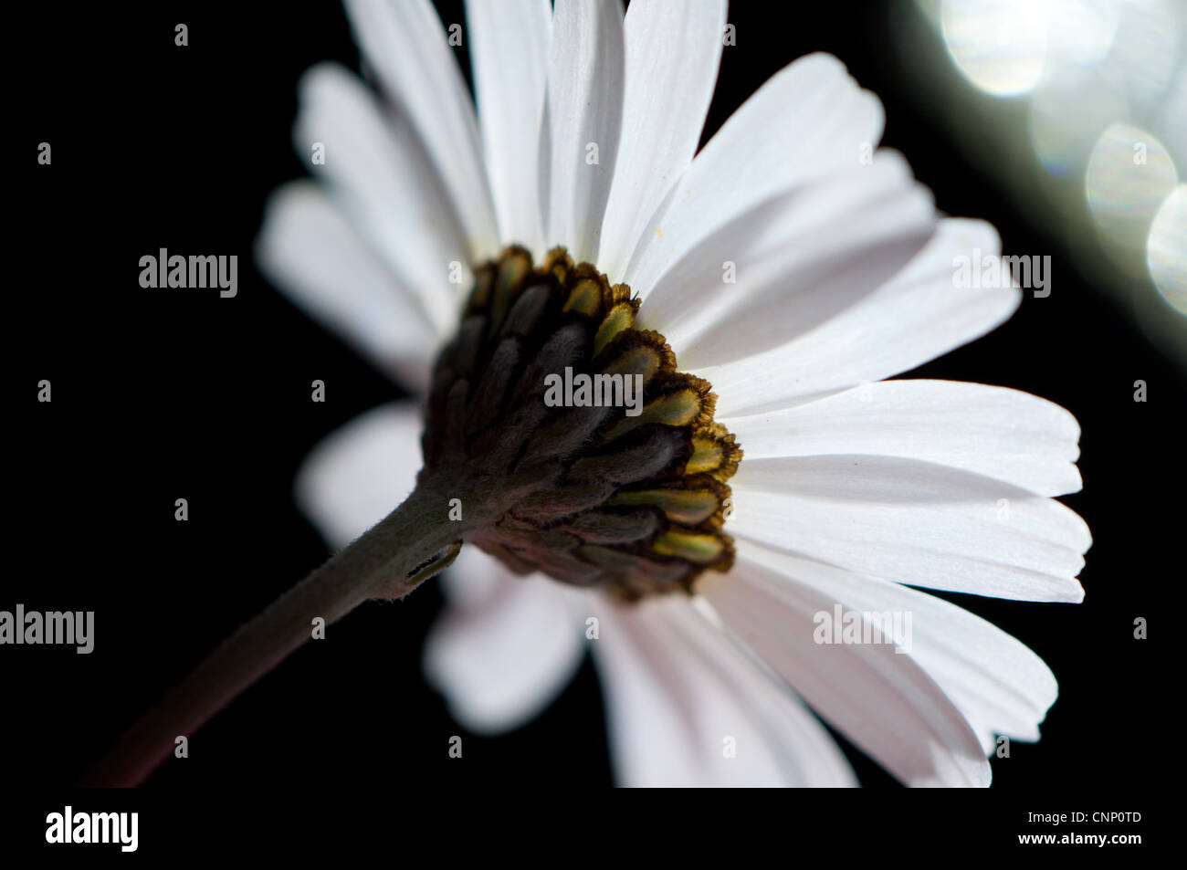 A single backlit flower Stock Photo - Alamy