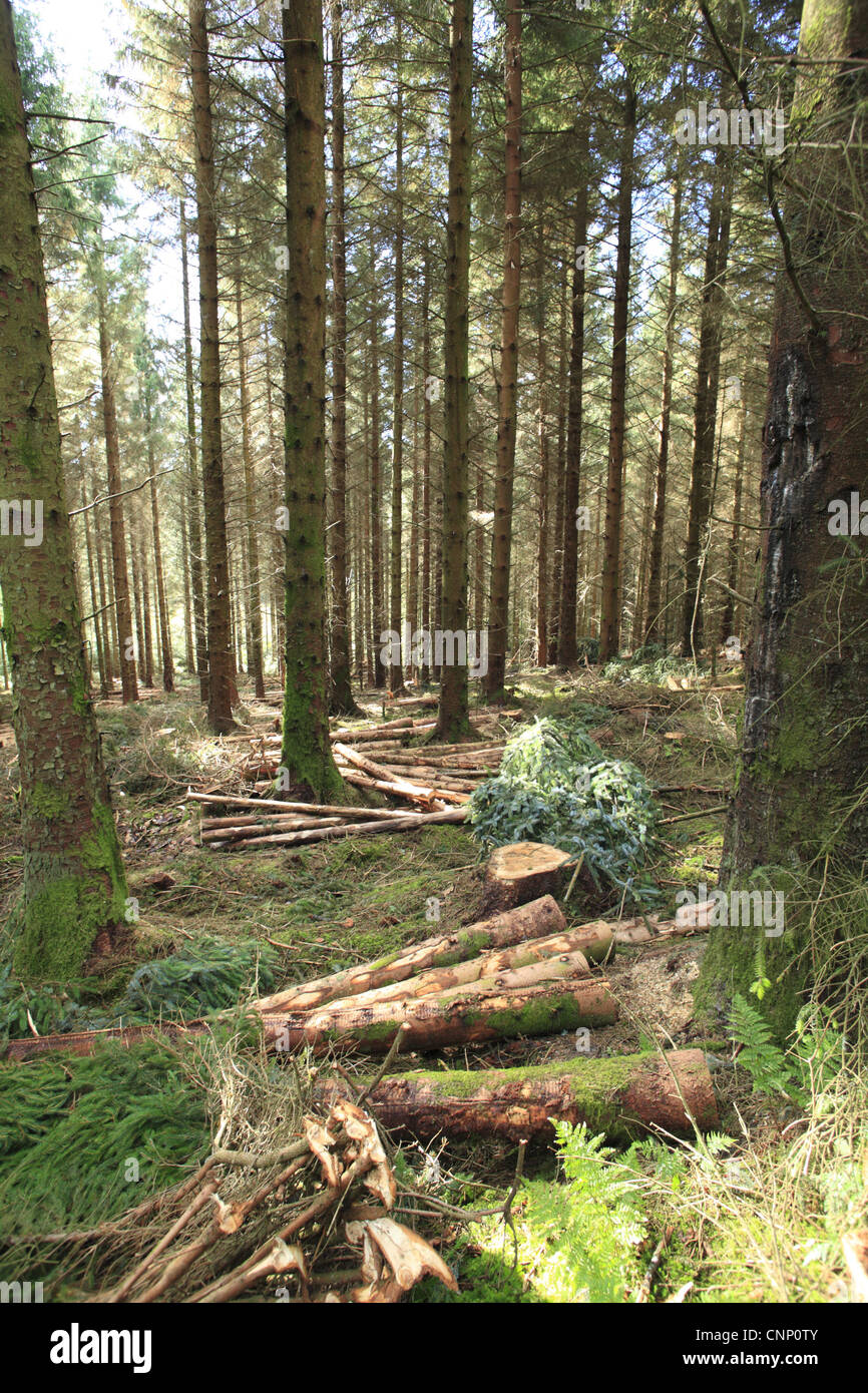Felled timber in thinned Sitka Spruce (Picea sitchensis) plantation ...