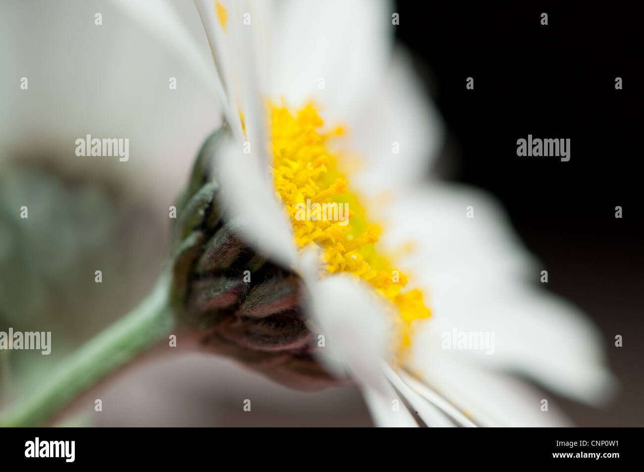 Yellow daisy side view hi-res stock photography and images - Alamy