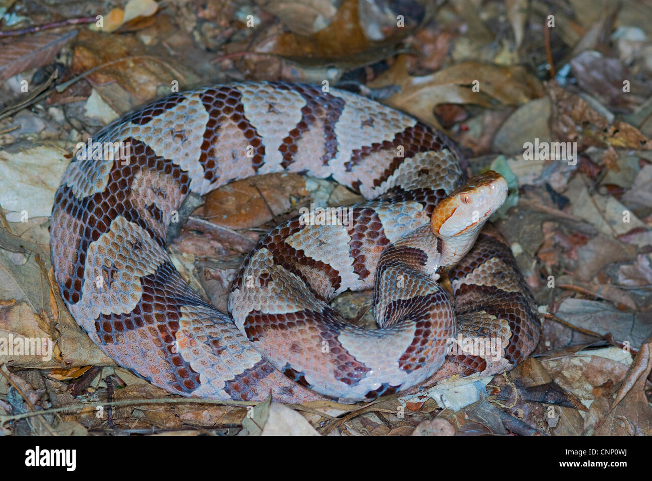 North american copperhead snake hi-res stock photography and images - Alamy