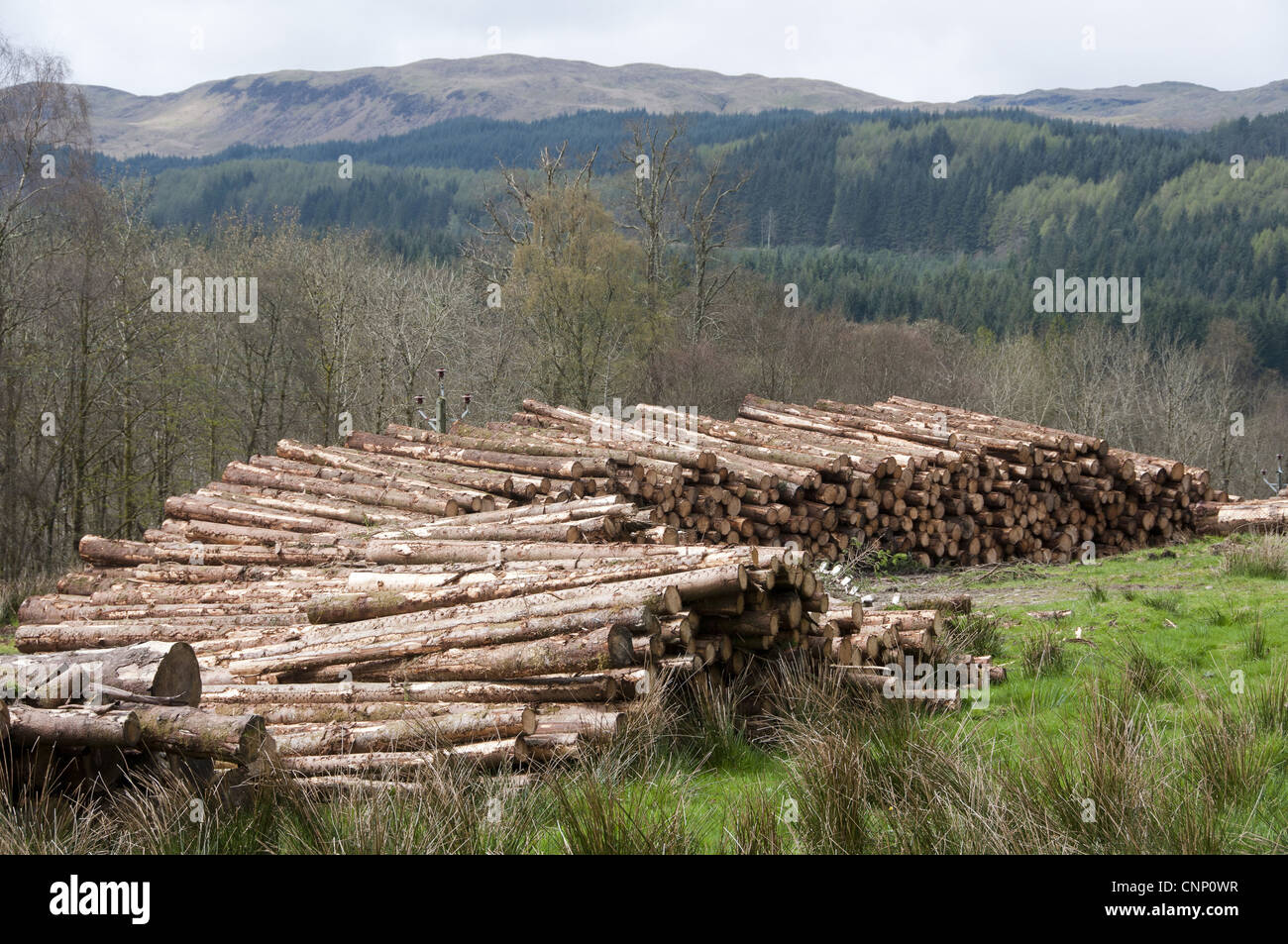 Cut conifer timber, Inverary Castle, Argyll and Bute, Scotland, april ...