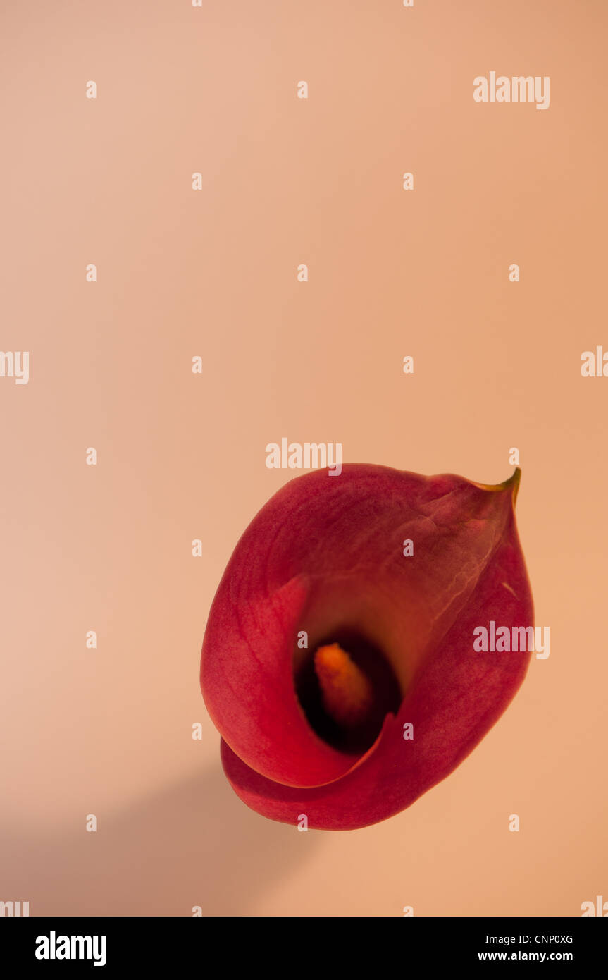 Single red calla lily photographed from above Stock Photo - Alamy