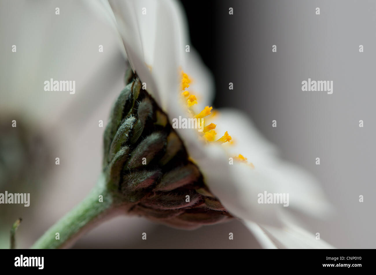 Close up, side view of a daisy Stock Photo - Alamy