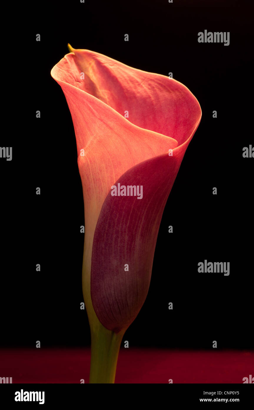 Single red calla lily against a black background Stock Photo - Alamy