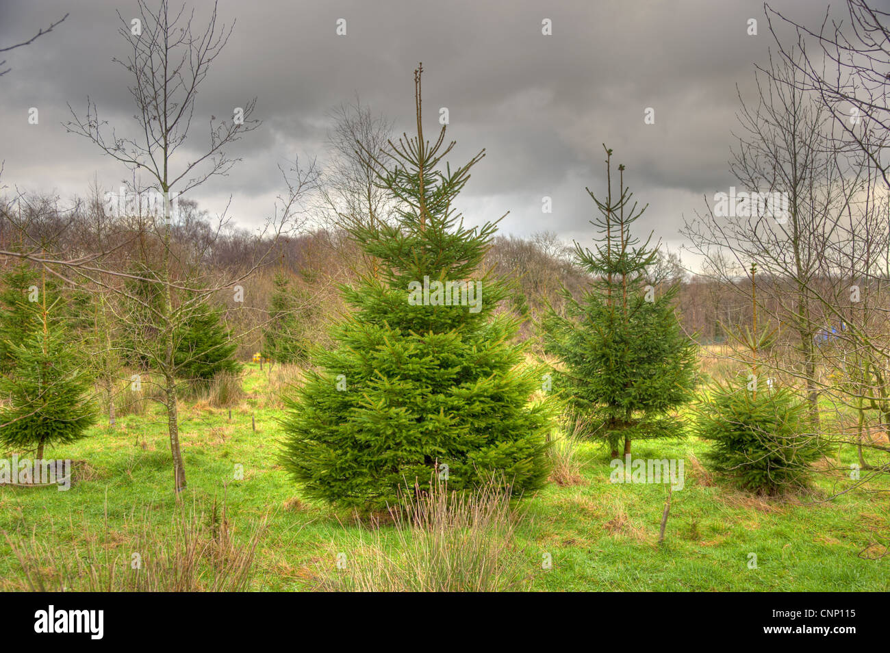 Christmas trees growing at edge of woodland, Whitewell, Clitheroe ...