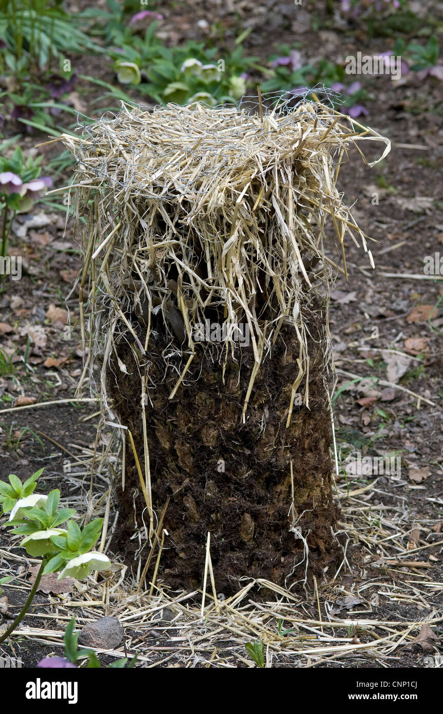Straw tree ferns hi-res stock photography and images - Alamy