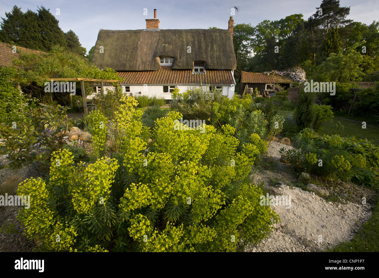 View wildlife garden thatched house Spurge Euphorbia wulfenii growing ...