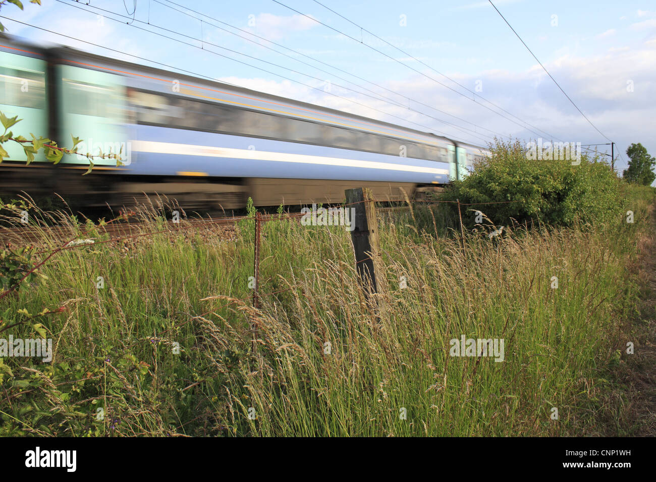 Tall grass growing in wasteground habitat between edge railway track ...